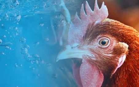 Intrahorti - water hygiene - bio stimulanten